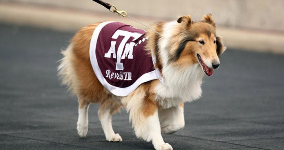 The 6 Reasons I Chose Texas A&M University