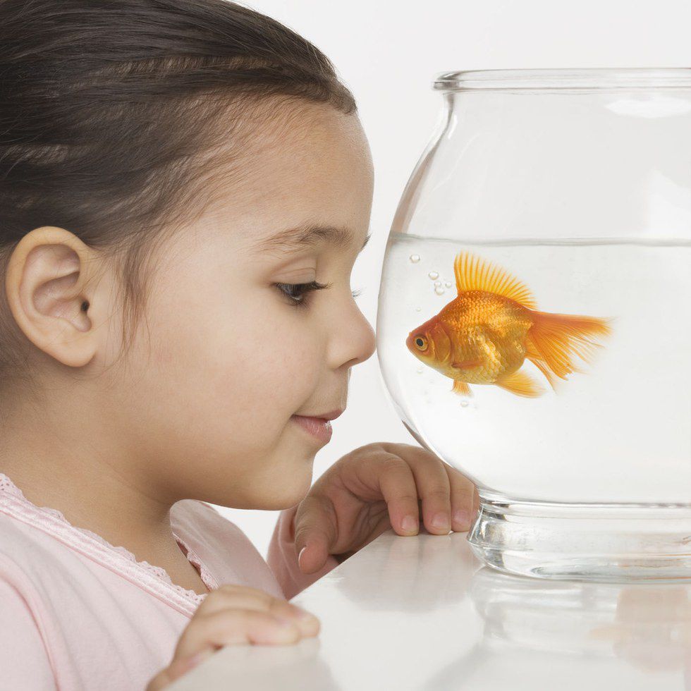 11 Reasons Why Having A Pet Fish Is The Best Thing Ever 11 Reasons Why Having A Pet Fish Is The Best Thing Ever