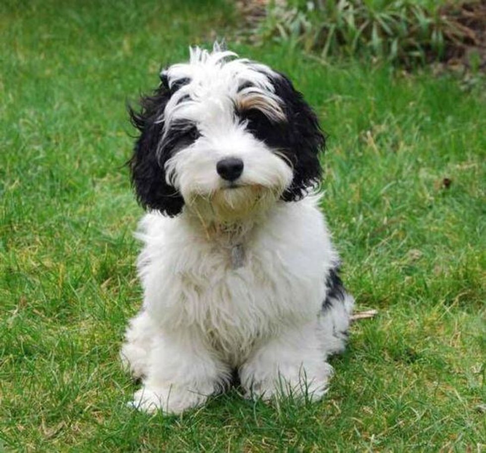 5 Pics That Prove Cavachons Are The Cutest Dogs on Earth!