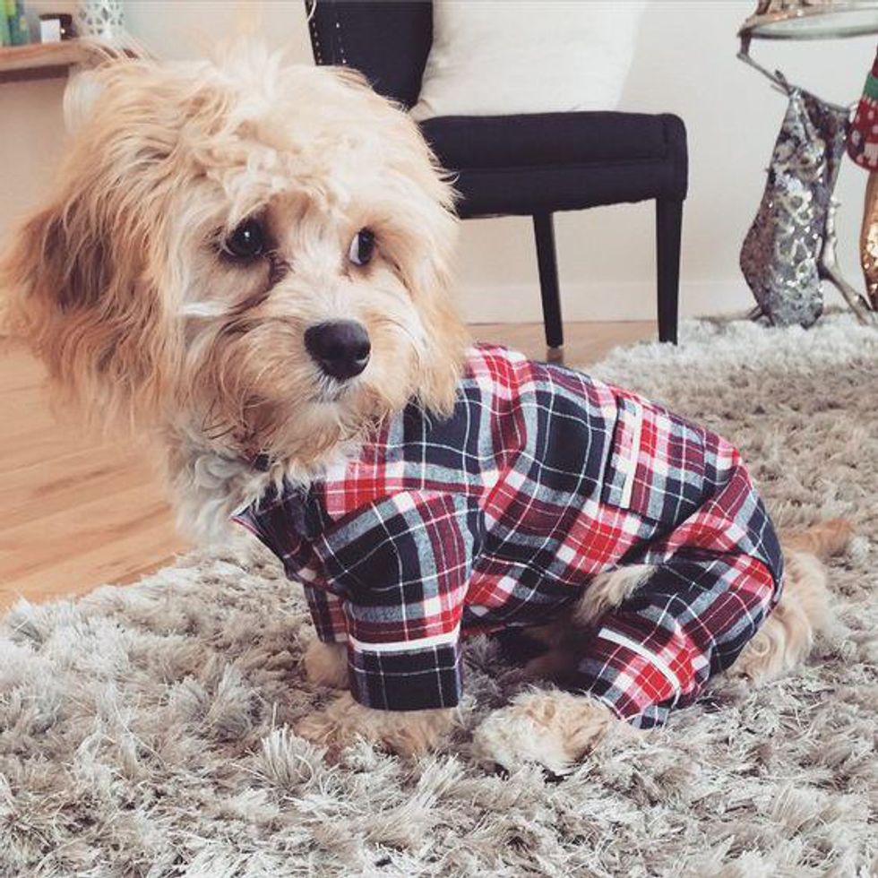 5 Pics That Prove Cavachons Are The Cutest Dogs on Earth!