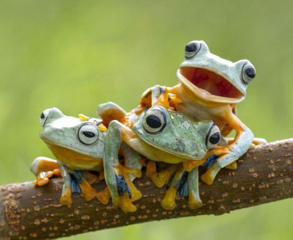 11 Adorable Animals That Aren't Mammals