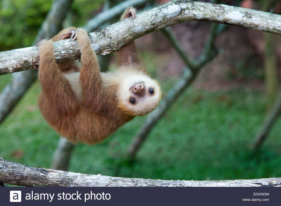 7 Sloth Facts You Probably Didn't Know