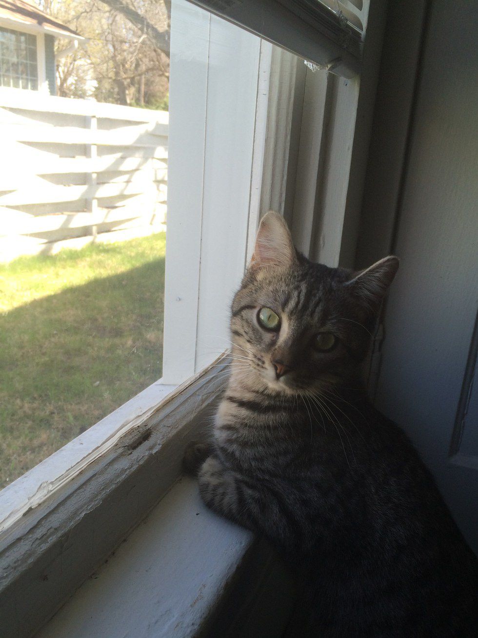 12 Things You Need To Know About Owning A Cat