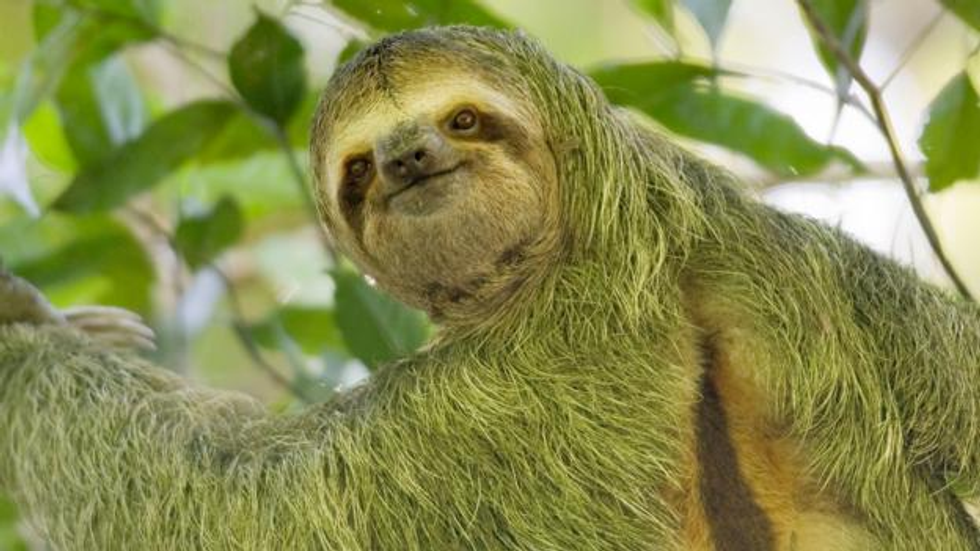 7 Sloth Facts You Probably Didn't Know