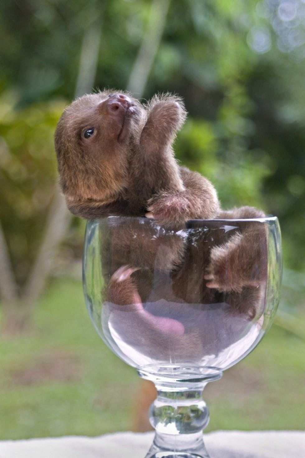 7 Sloth Facts You Probably Didn't Know