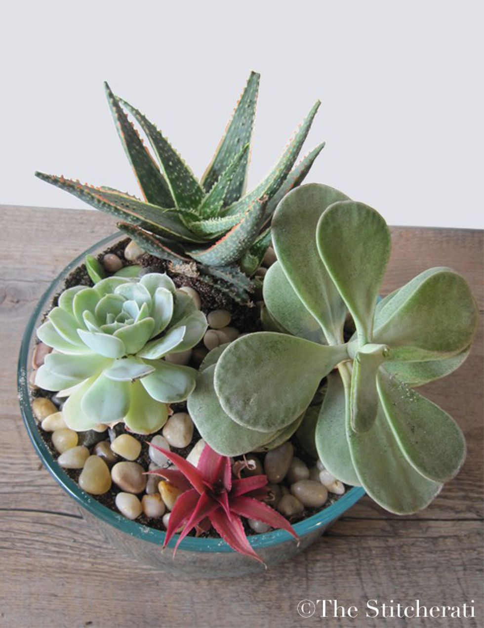 Everything You Need To Know About Succulent Maintenance