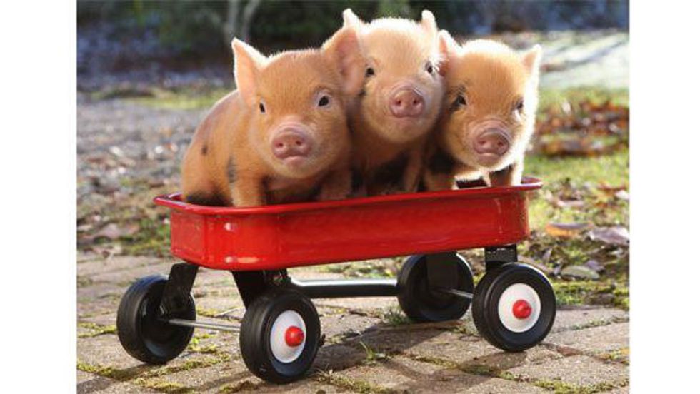 15 Reasons You Need A Mini Pig As A Pet