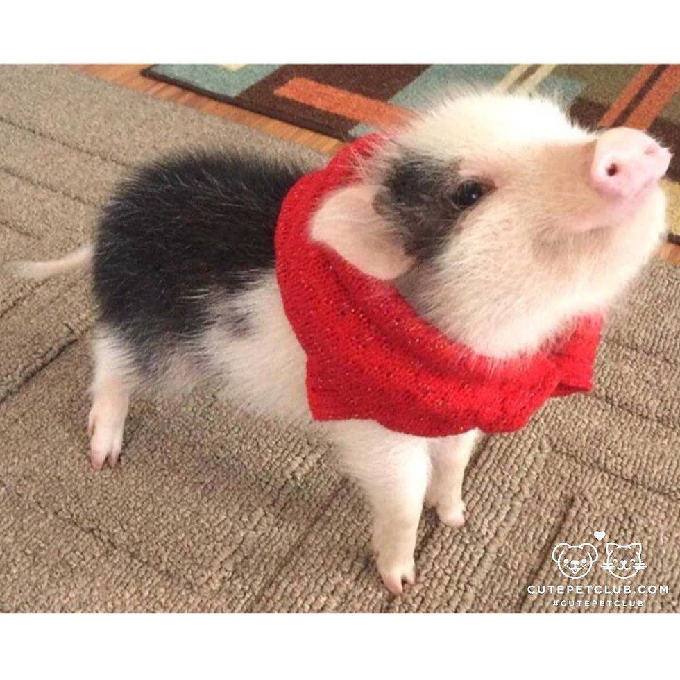 15 Reasons You Need A Mini Pig As A Pet