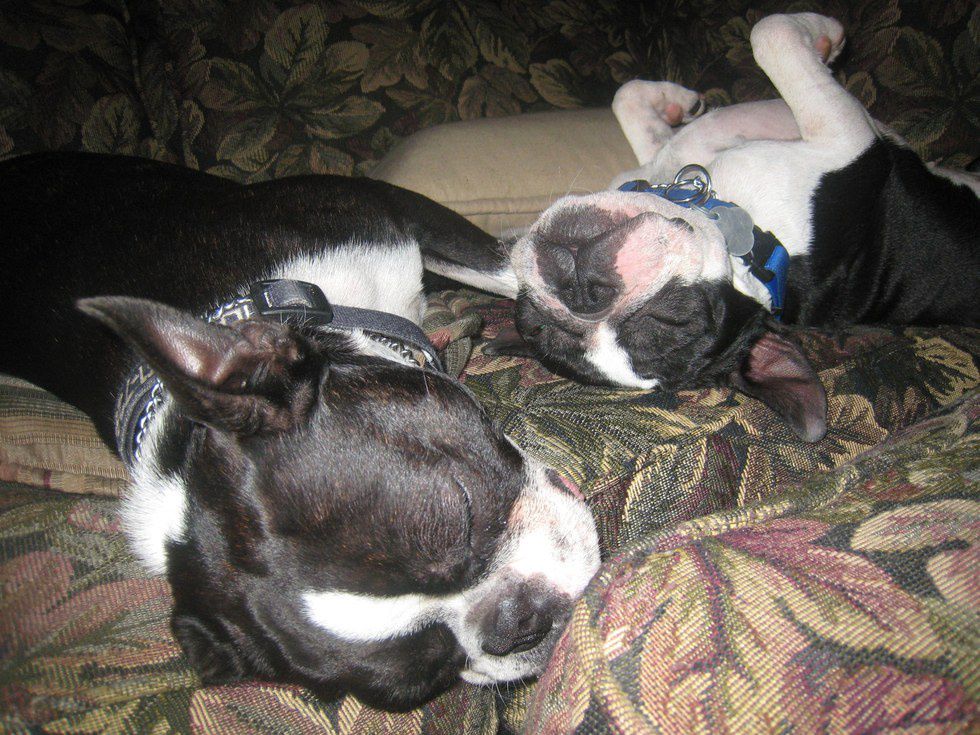 14 Reasons Why Boston Terriers Are The Best Dogs