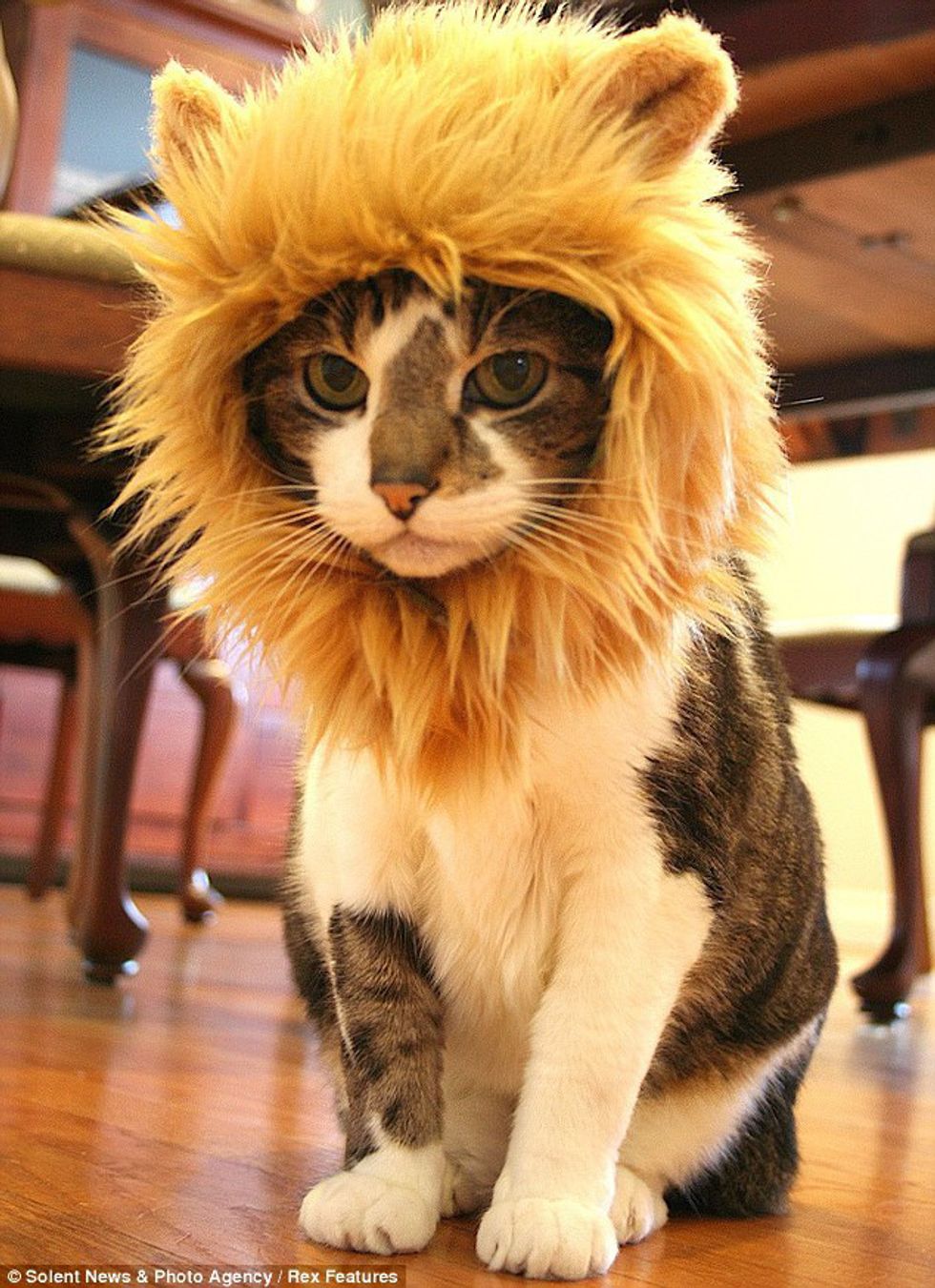 26 Reasons Why Cats are Awesome