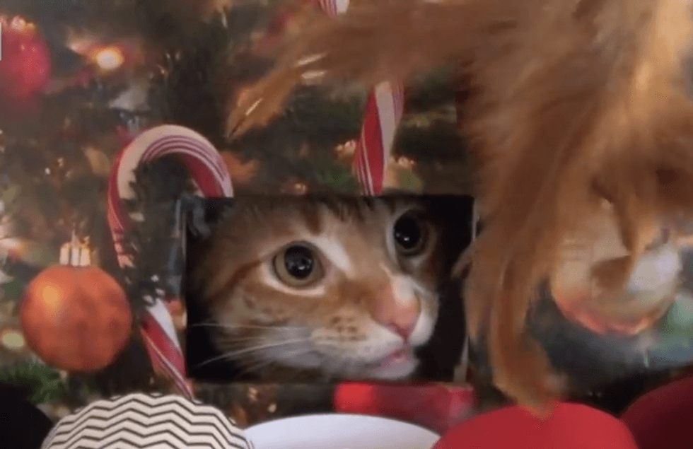 12 Reasons Everyone Should Follow Cole And Marmalade