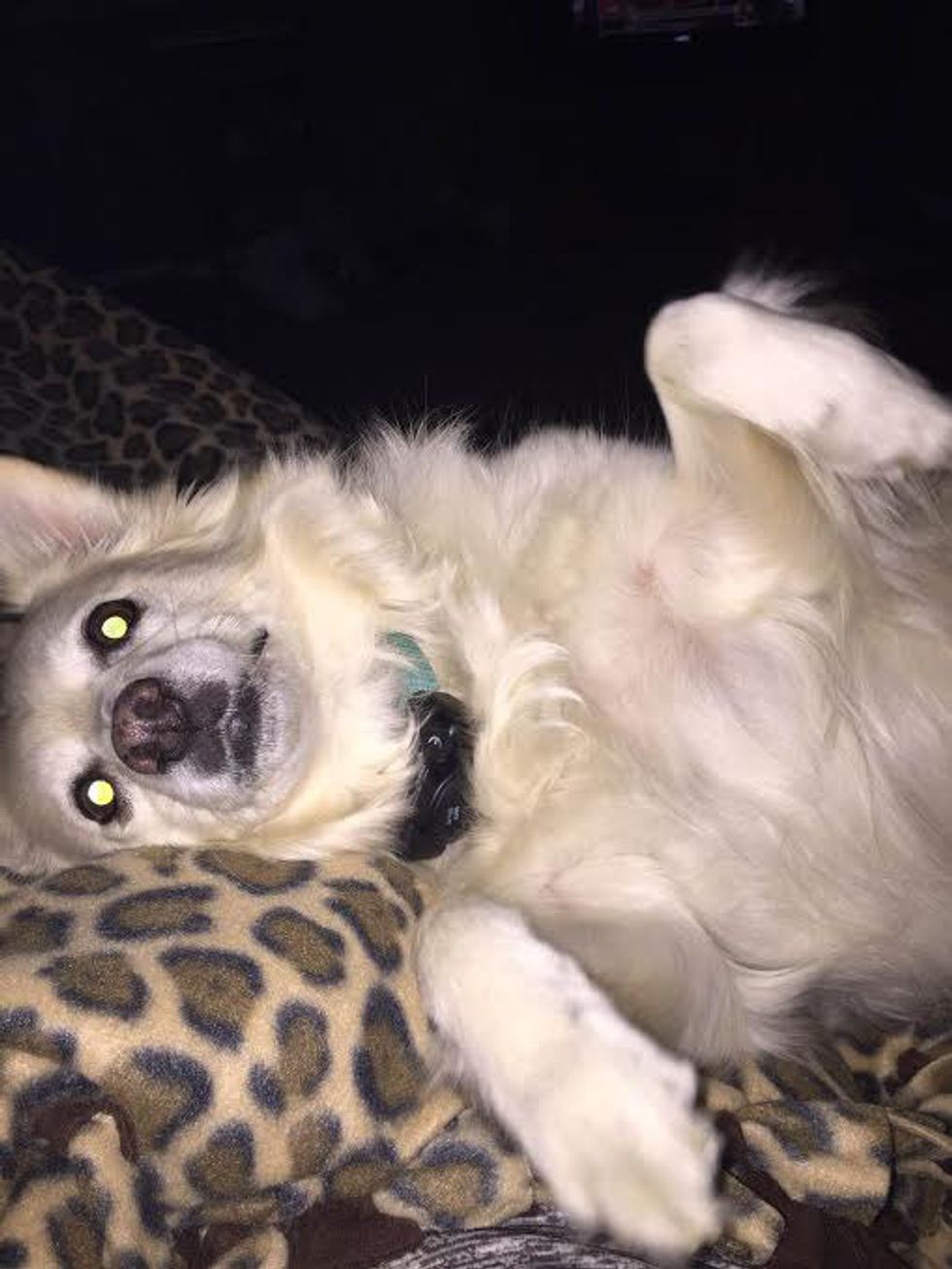 Perks Of Having A Dog