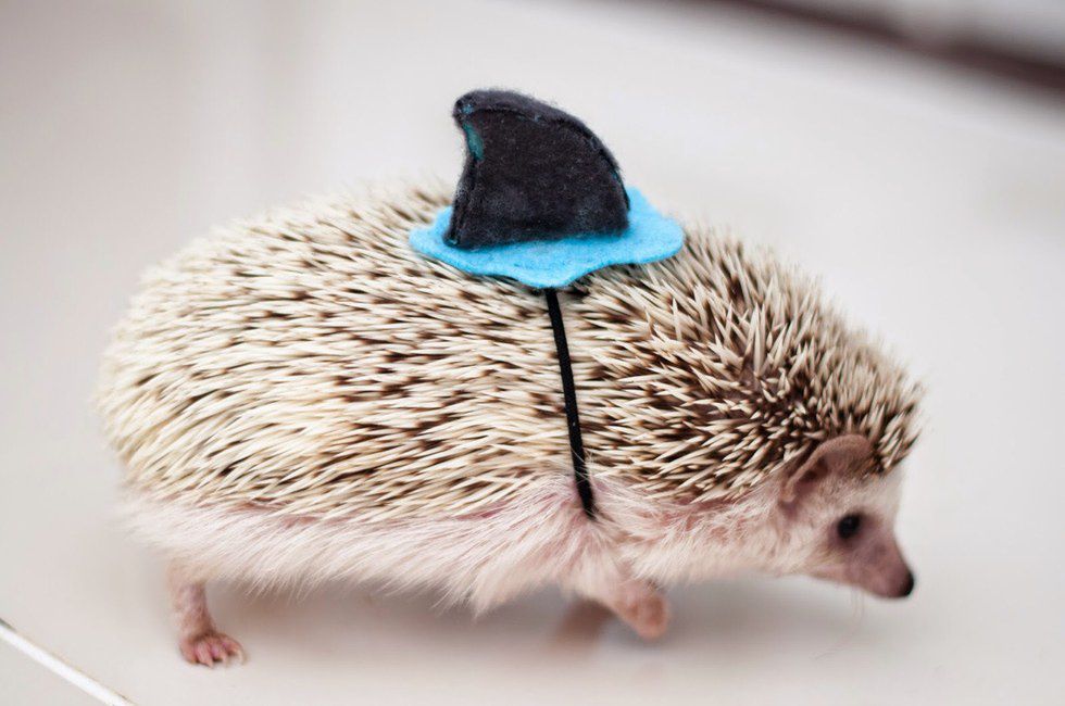 19 Reasons Why Hedgehogs Are The Cutest Things In The World