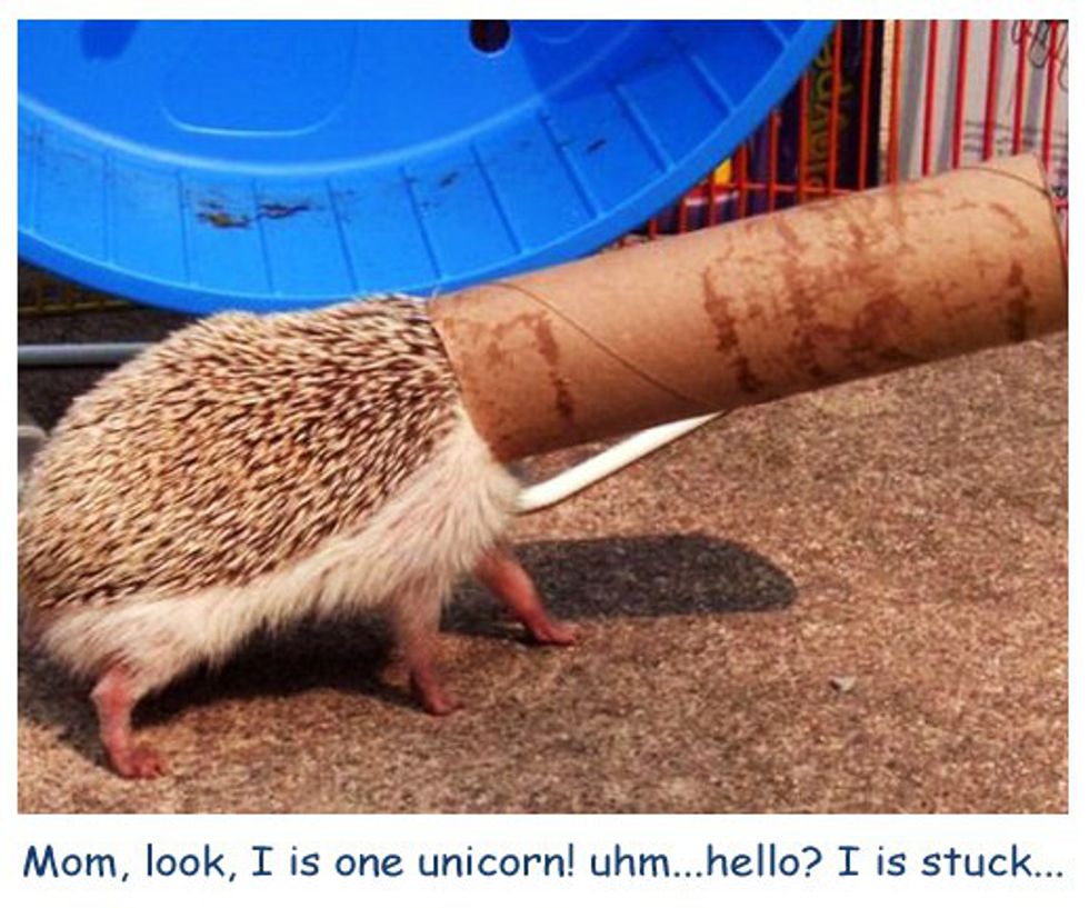 19 Reasons Why Hedgehogs Are The Cutest Things In The World