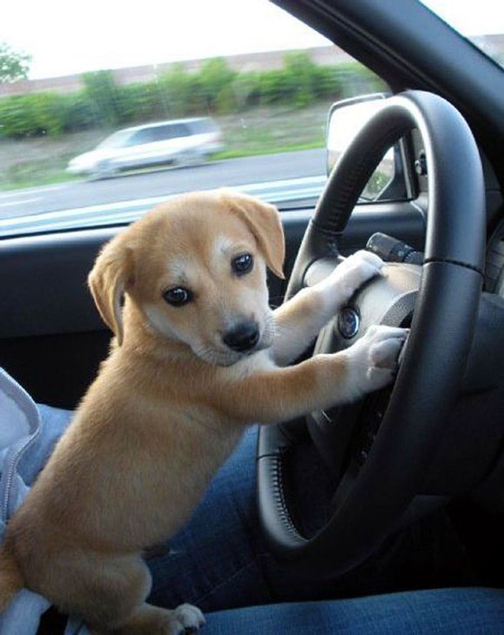 12 Pictures Of Dogs To Look At