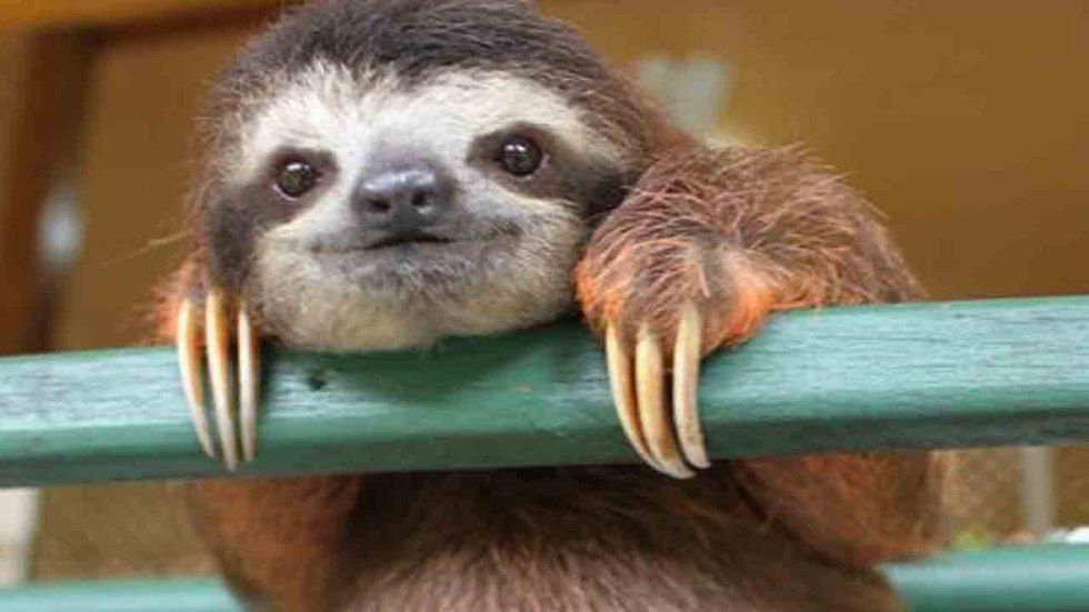 9 Sloth Facts to Brighten Your Day!