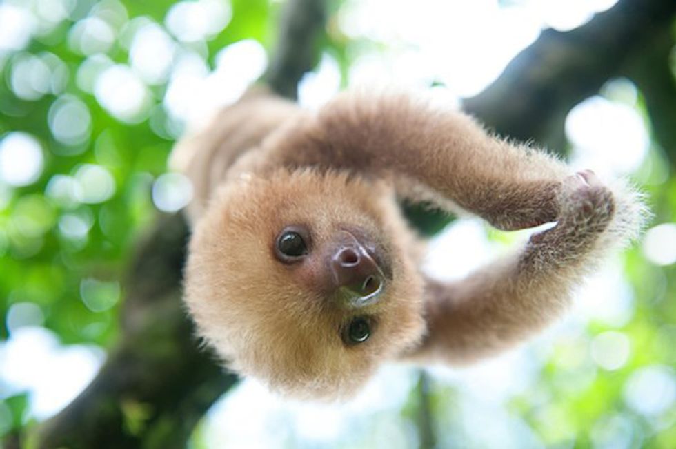 9 Sloth Facts to Brighten Your Day!