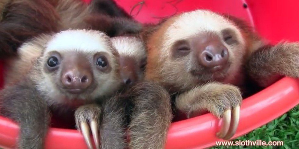9 Sloth Facts to Brighten Your Day!