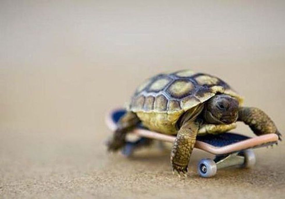 8 Reasons Why Turtles Make Awesome Pets