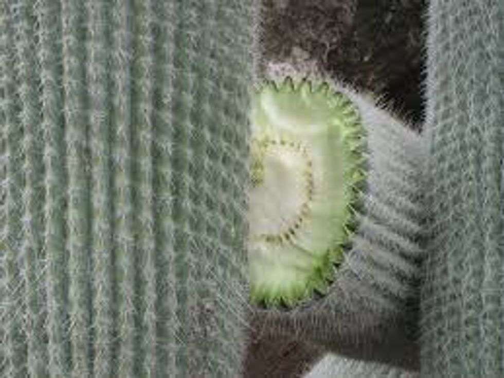 Lessons From A Cactus