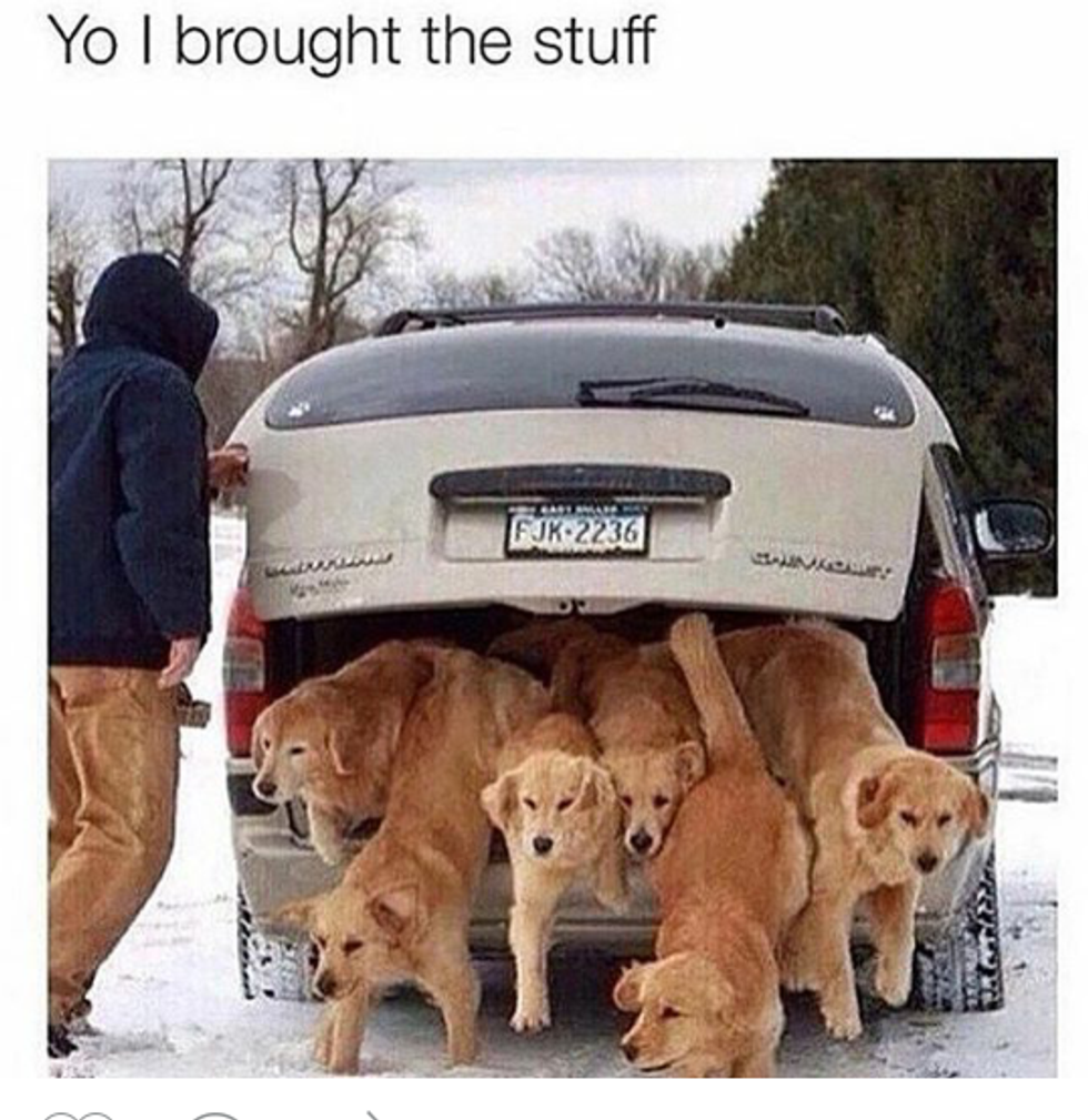 12 Best Golden Retriever Memes