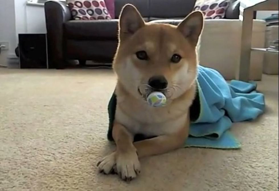 21 Pictures That Prove Shiba Inus Are The Quirkiest Dogs Ever