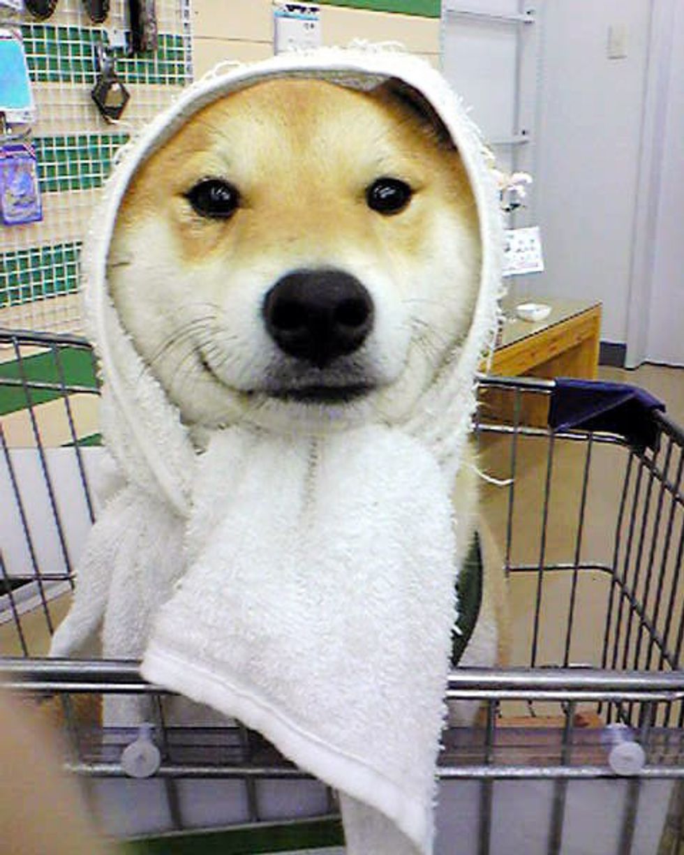 21 Pictures That Prove Shiba Inus Are The Quirkiest Dogs Ever