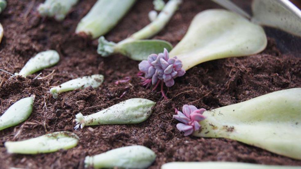 Why You Should Have A Succulent In Your Life
