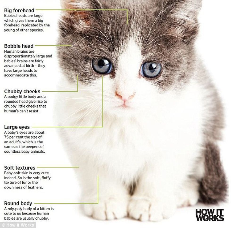 The Science Of Cuteness