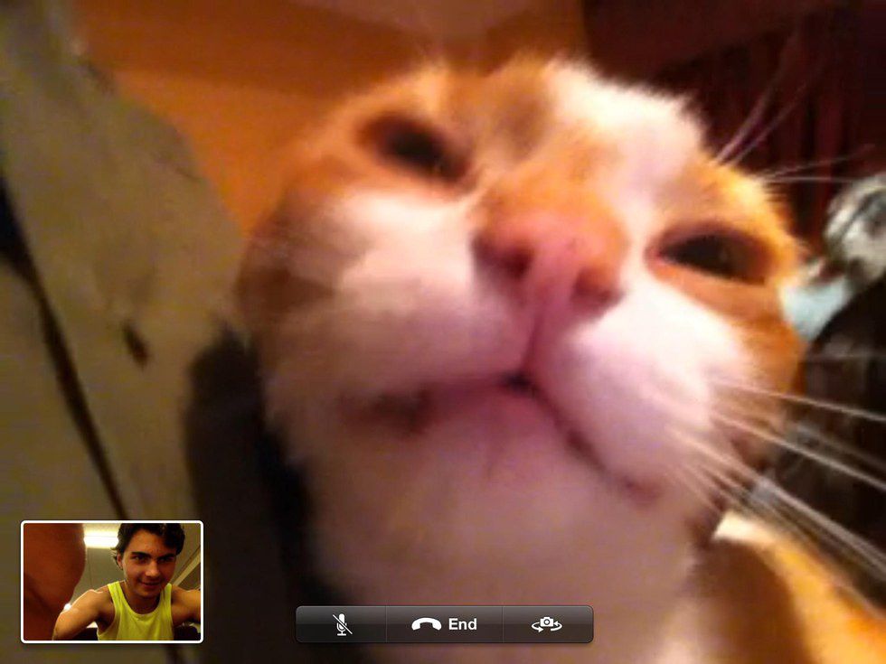 Signs You're Part Of A Cat Family