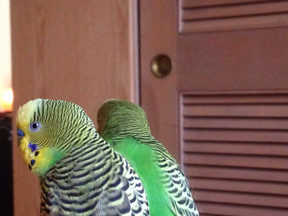 7 Reasons Why Everyone Should Own A Parakeet