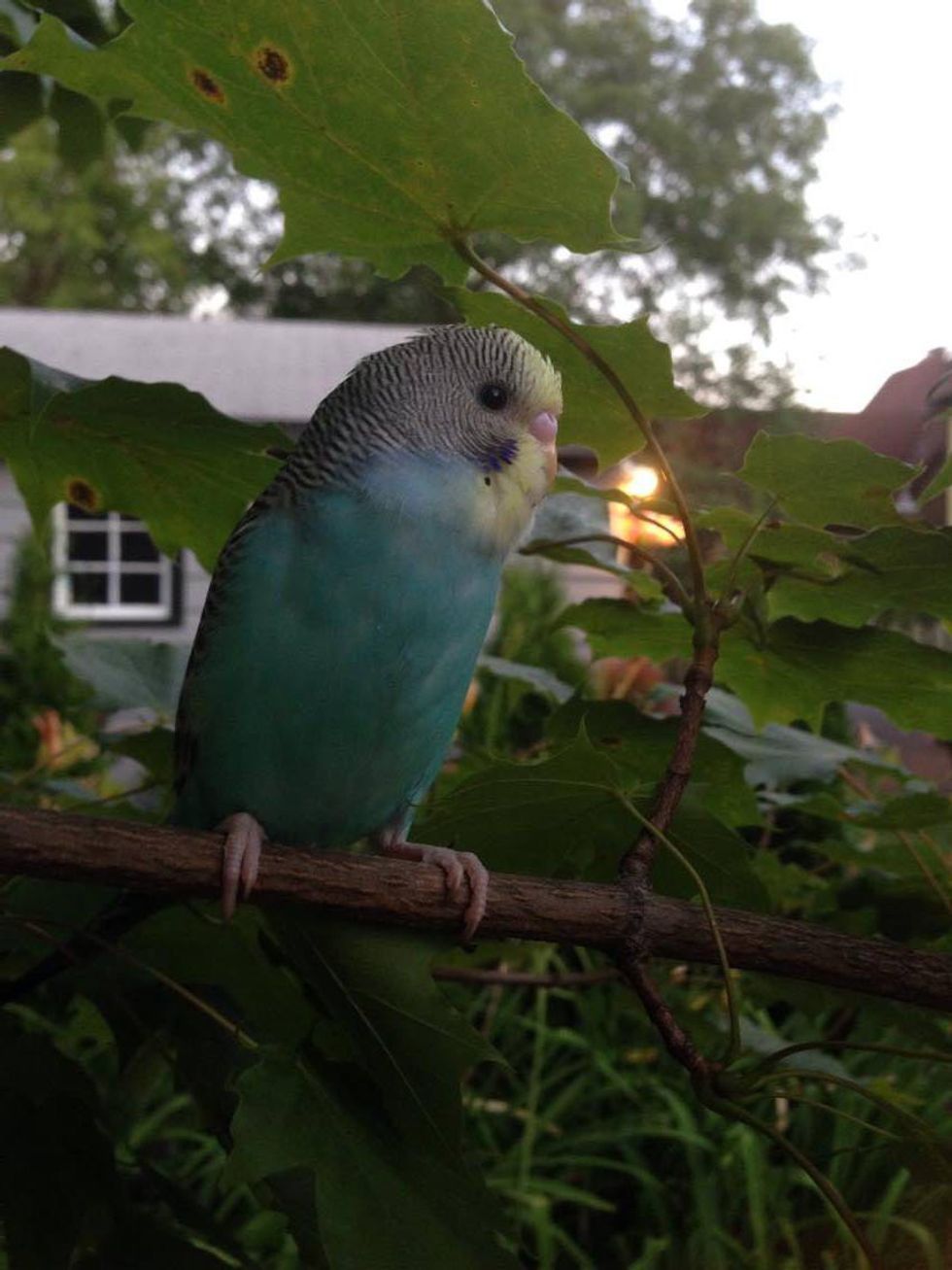 7 Reasons Why Everyone Should Own A Parakeet 7 Reasons Why Everyone Should Own A Parakeet