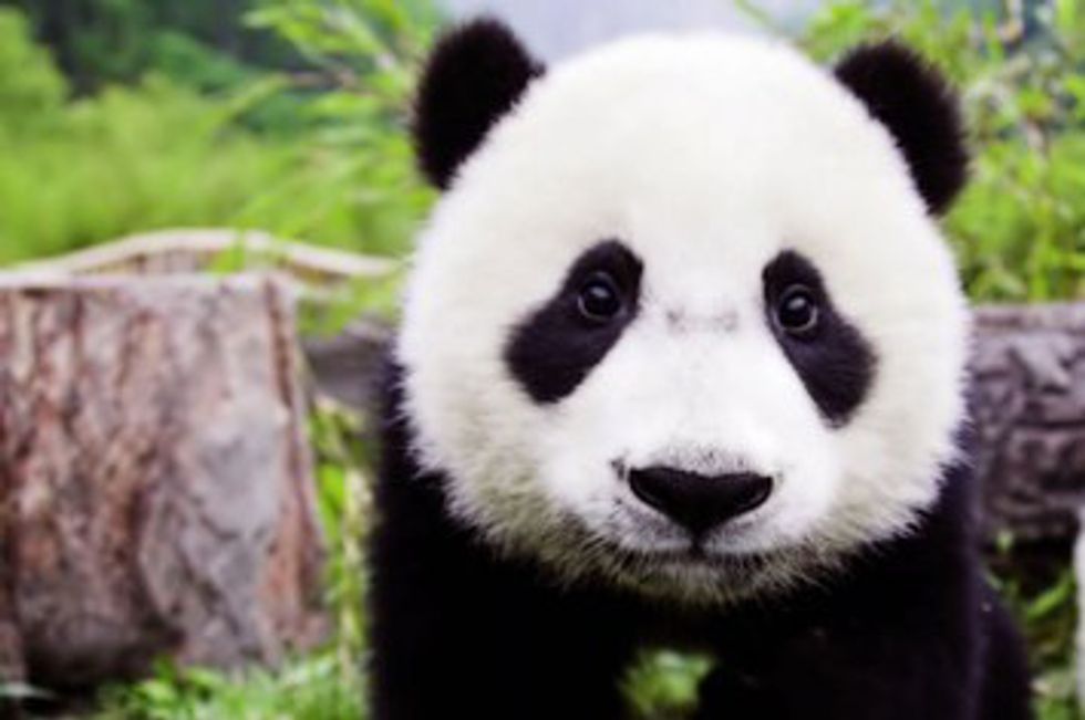 10 Facts You Should Know About Panda Bears