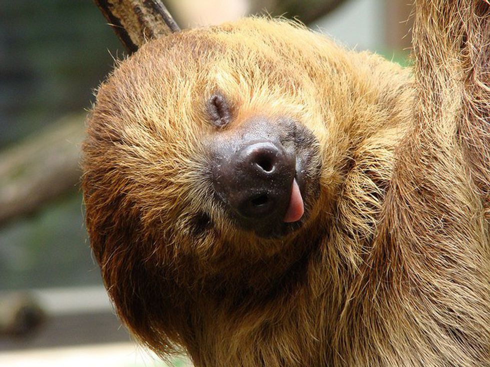 11 Reasons You Should Love Sloths