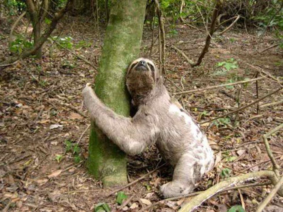 11 Reasons You Should Love Sloths