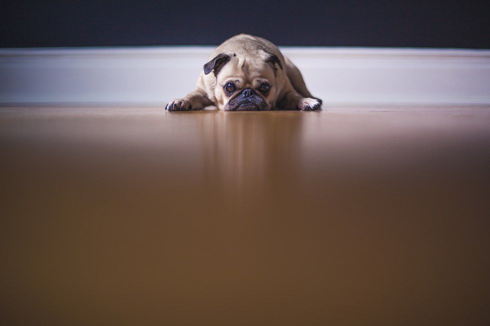 The 11 Stages Of Dog Withdrawal