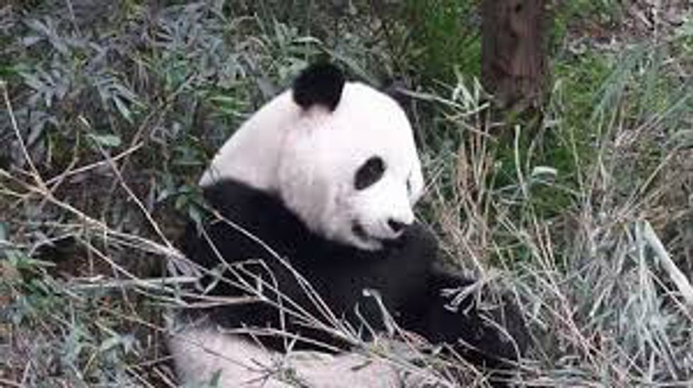 Fun Facts About Giant Pandas