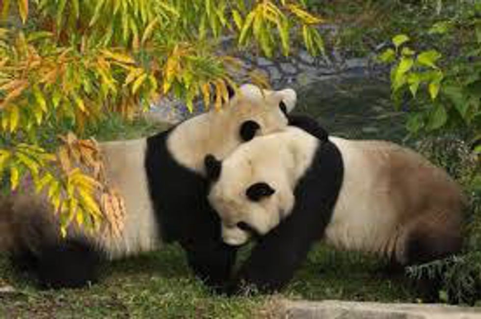Fun Facts About Giant Pandas