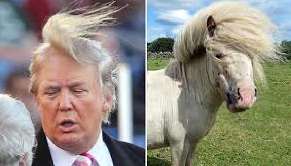 20 Trump Look-Alikes To Get You Through The Day