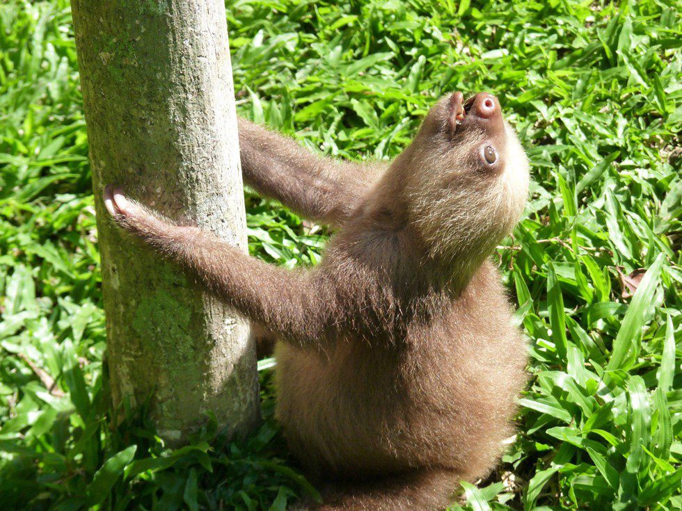11 Things I'm Sure You Don't Know About Sloths