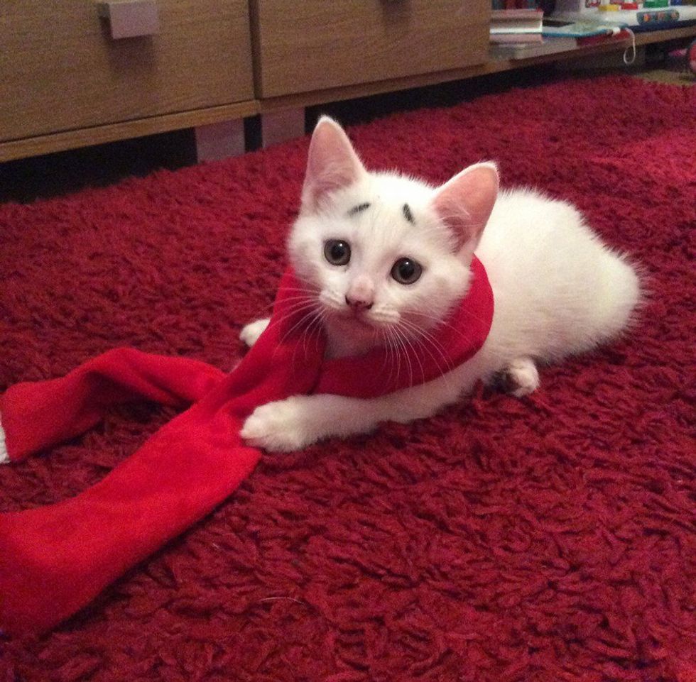 Kitten With a Pair of "Worrisome Eyebrows" Grows Up to Be a Handsome ...
