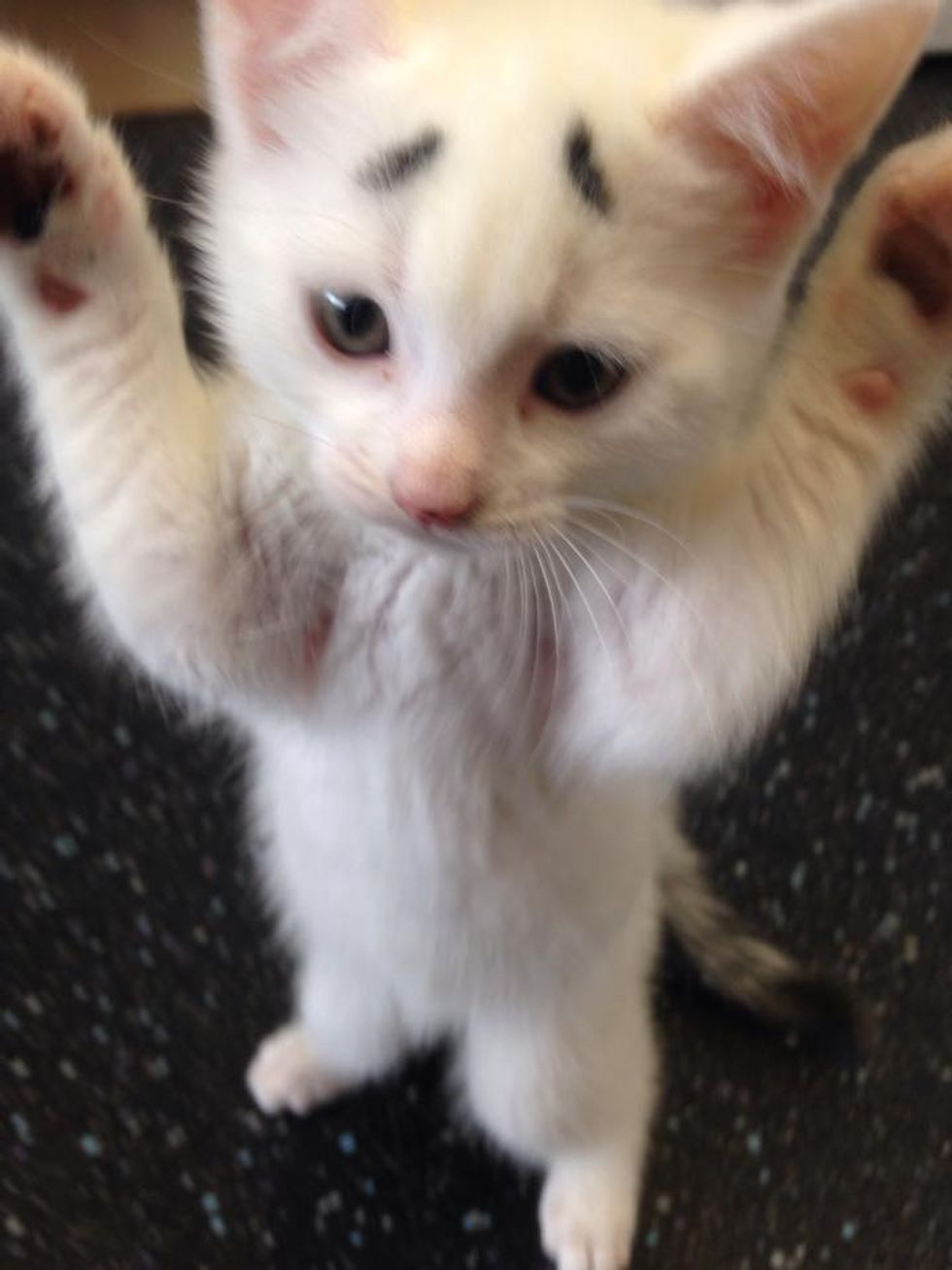 Kitten With a Pair of "Worrisome Eyebrows" Grows Up to Be a Handsome ...
