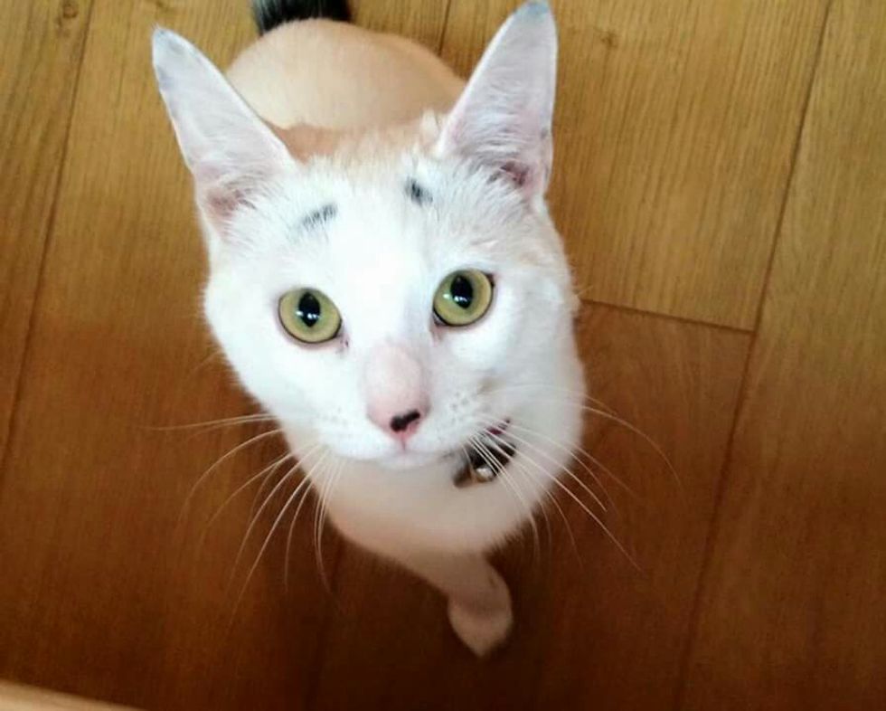 Kitten With a Pair of "Worrisome Eyebrows" Grows Up to Be a Handsome ...