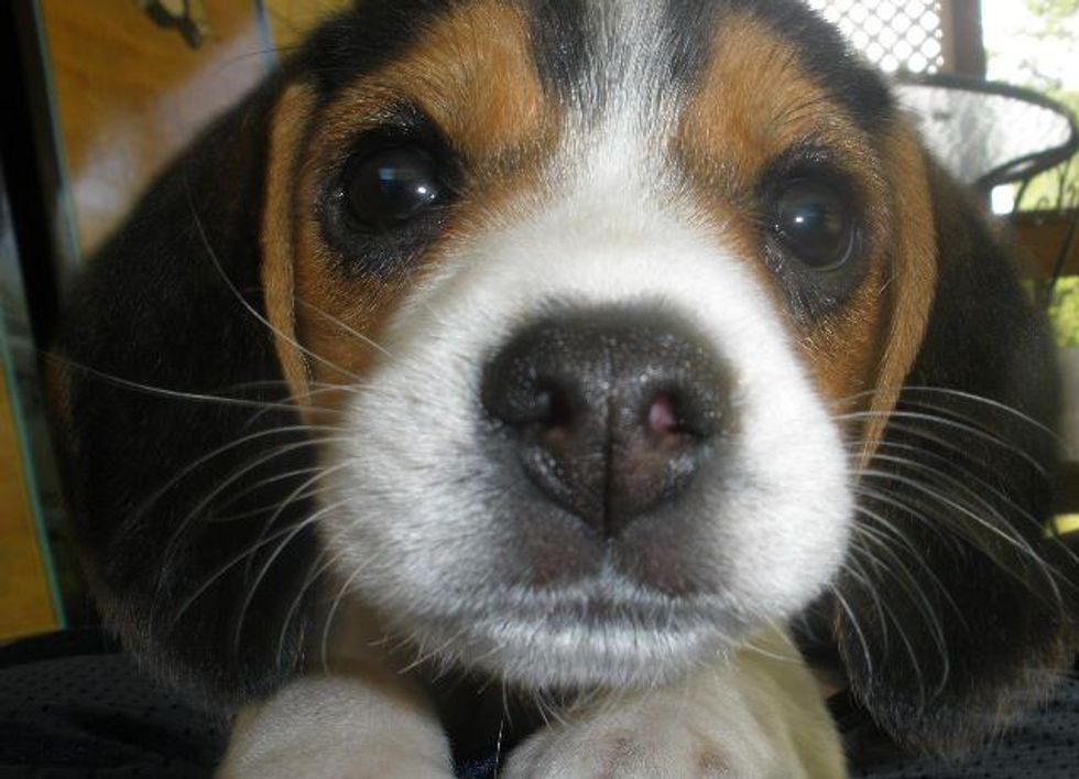 13 Things All Beagle Owners Know To Be True