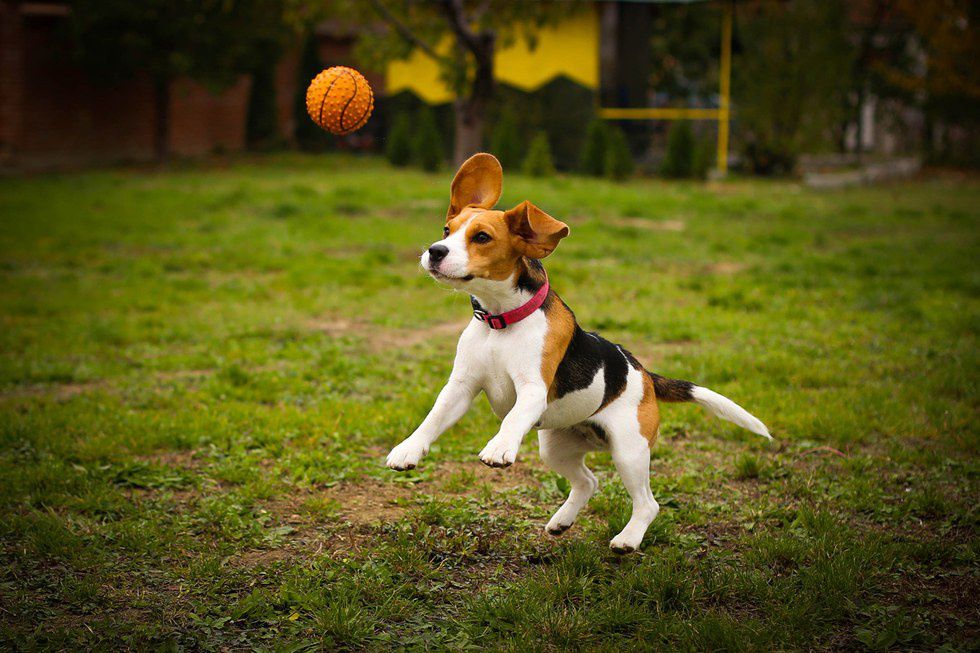 13 Things All Beagle Owners Know To Be True