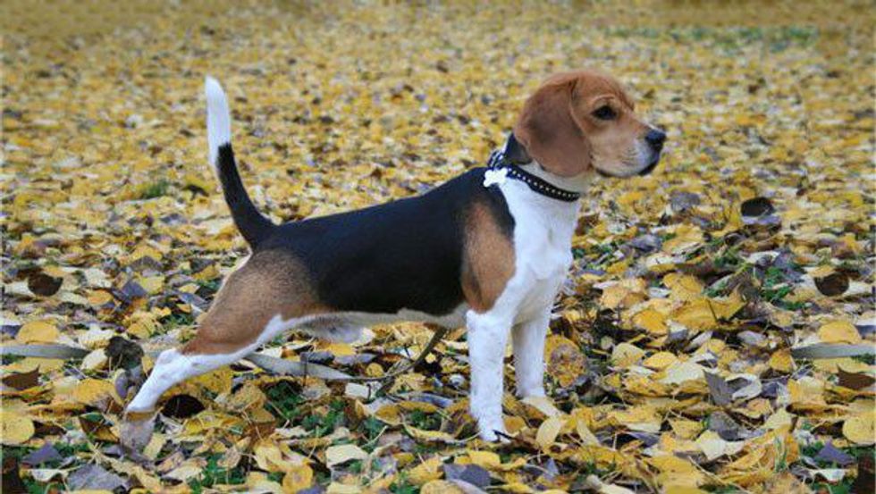 13 Things All Beagle Owners Know To Be True