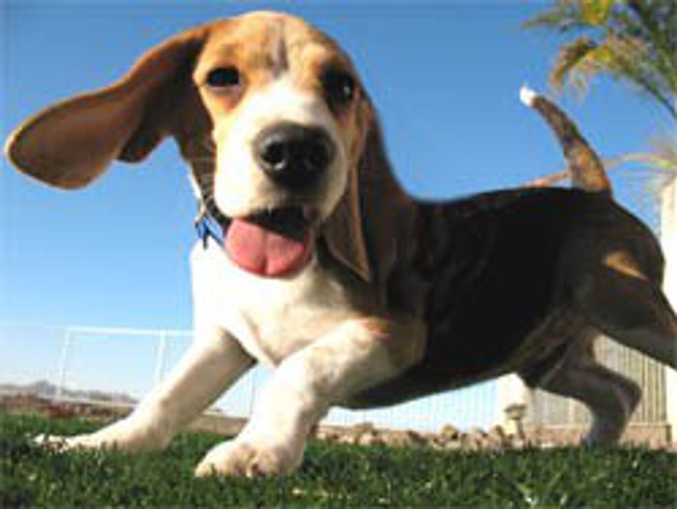 13 Things All Beagle Owners Know To Be True