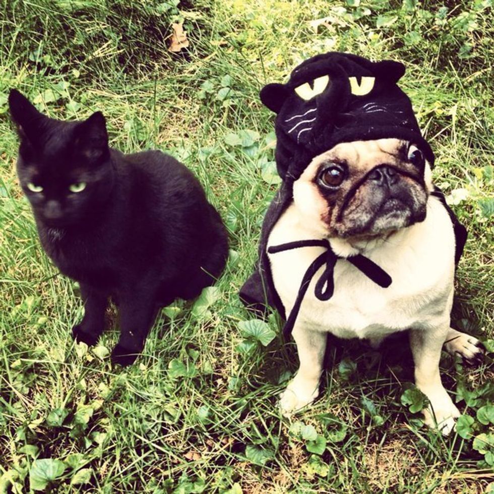 27 Of The Cutest Pet Halloween Costumes