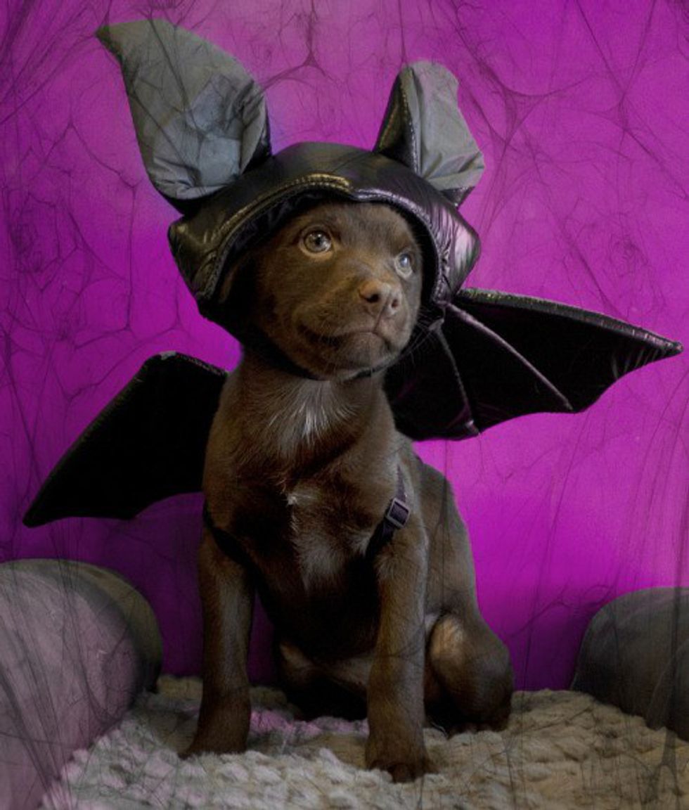 27 Of The Cutest Pet Halloween Costumes