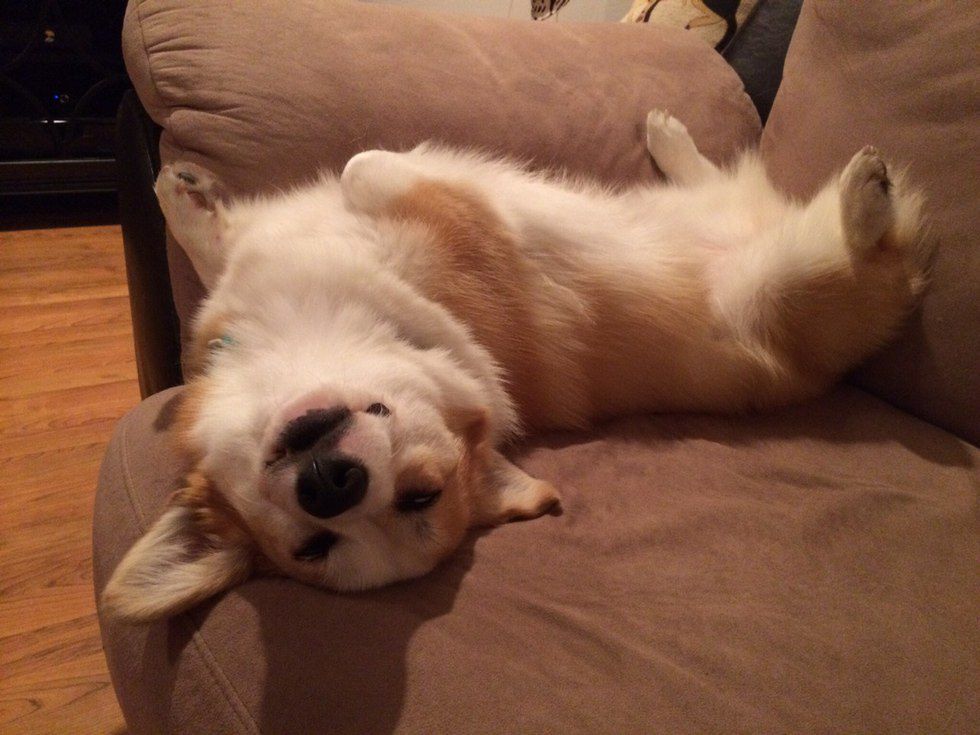 15 Reasons Why Corgis Are The Best Dog Ever
